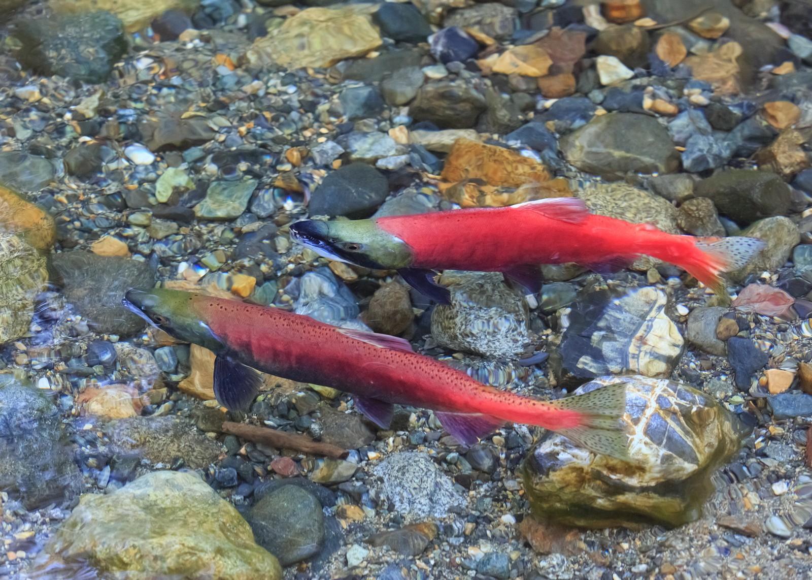 Kokanee Salmon Outing - Allan Brooks Nature Centre